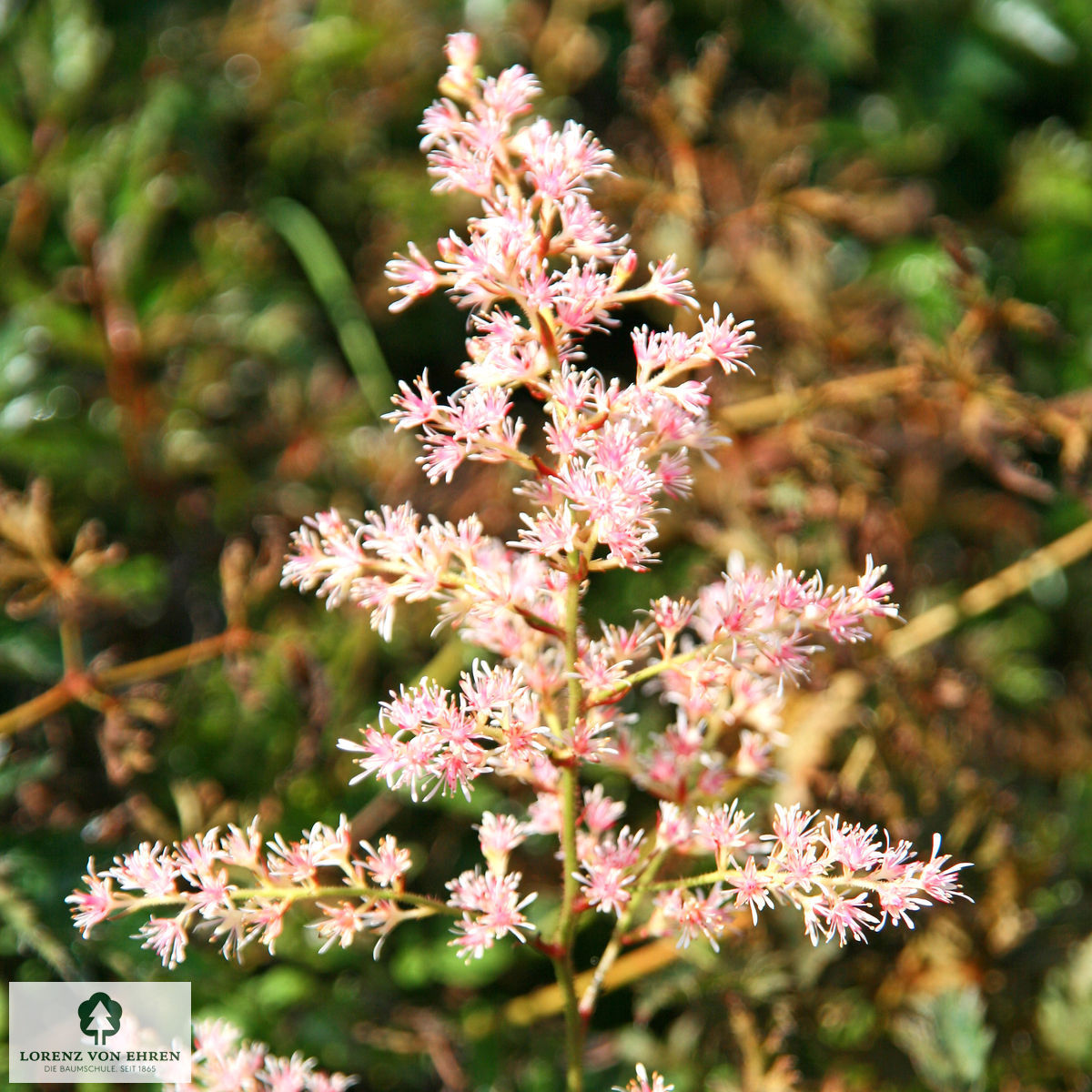 Astilbe Glaberrima-Hybr. 'Sprite' 5 | Baumschule LvE