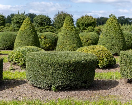 Ilex crenata Stokes (3).jpg