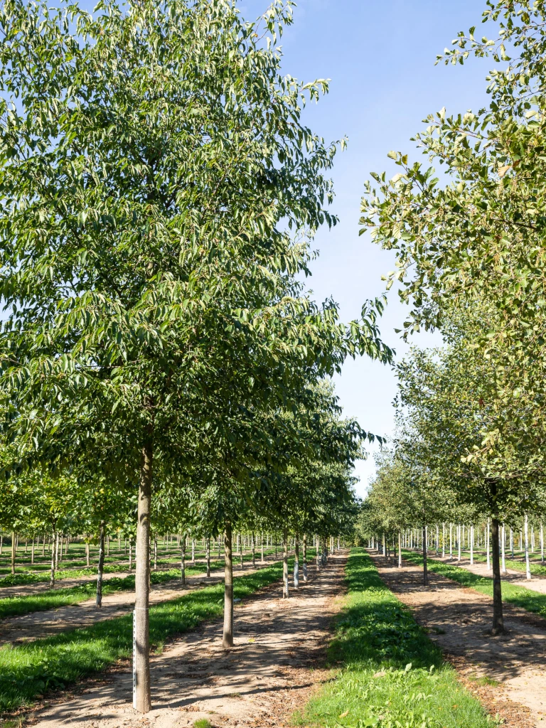 Alnus: Alle Arten und Sorten