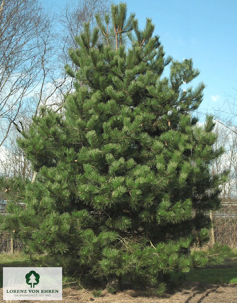 Pinus nigra austriaca | Baumschule LvE