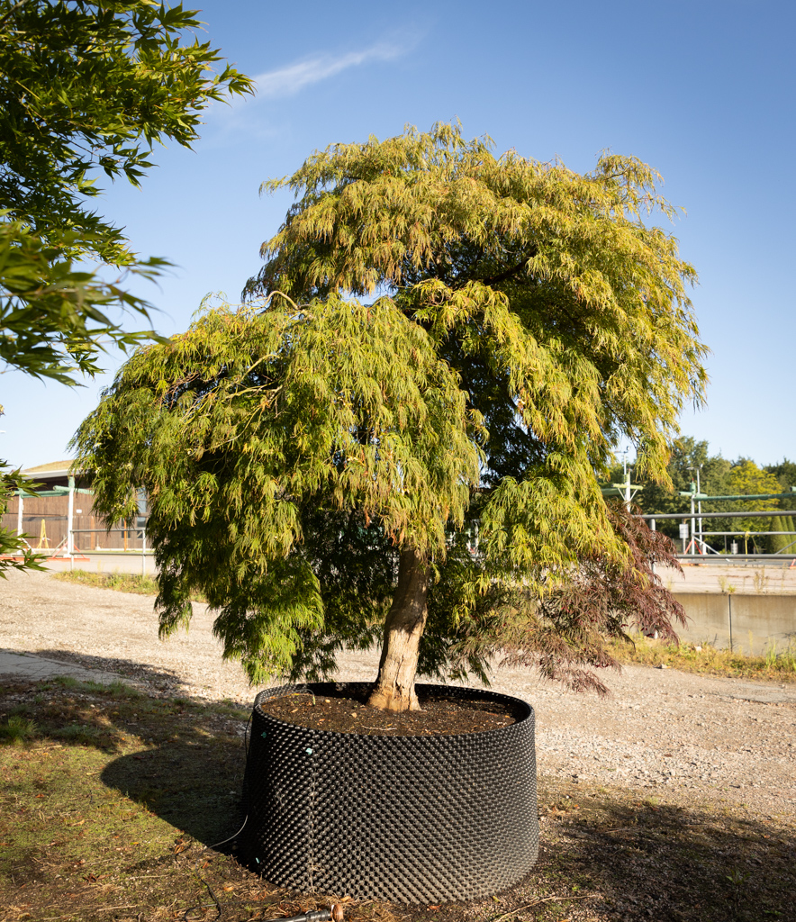Acer palmatum 'Dissectum' VJ | Baumschule LvE