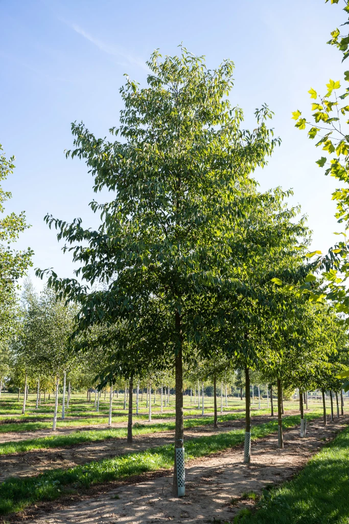 Alnus: Alle Arten und Sorten