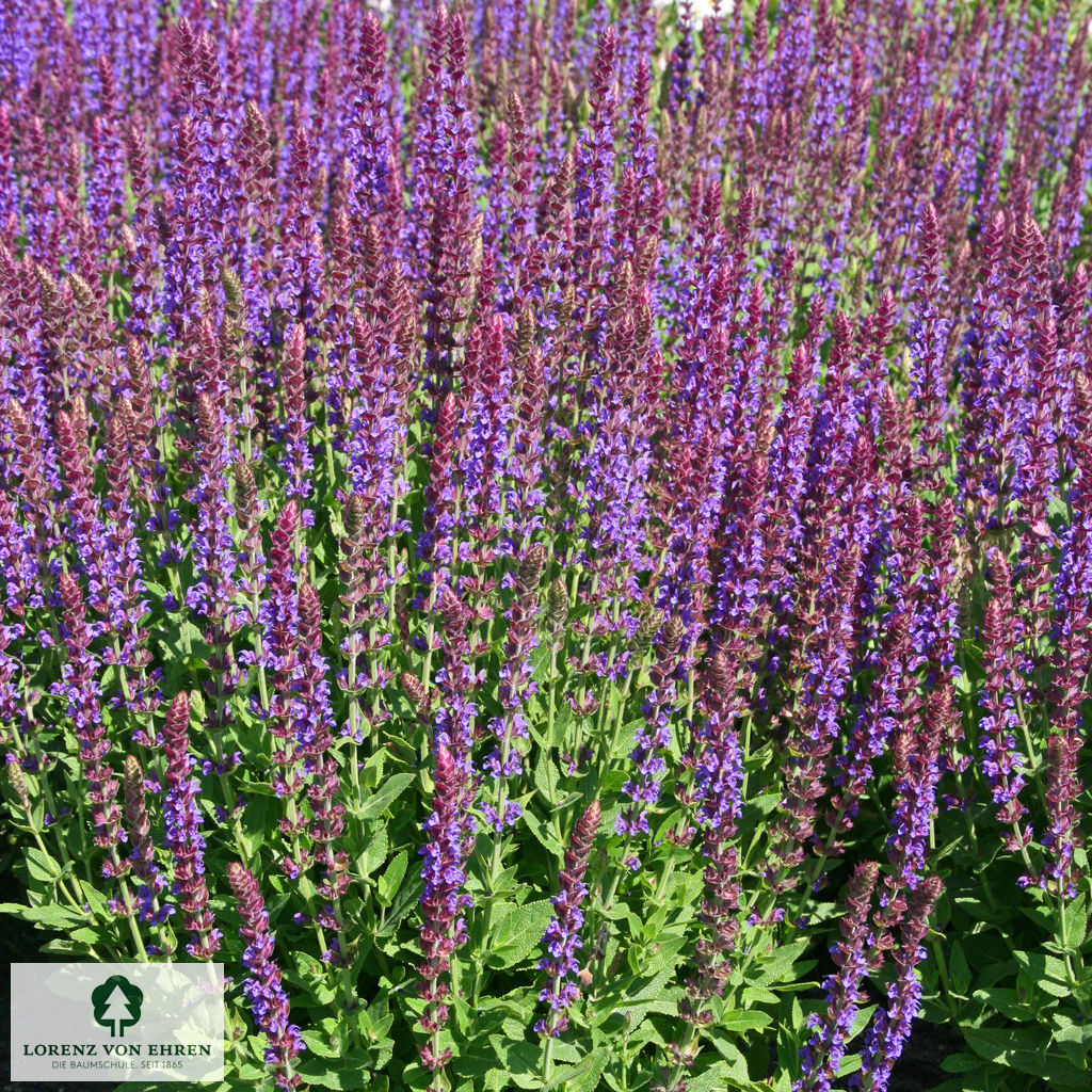 Salvia Nemorosa Ostfriesland
