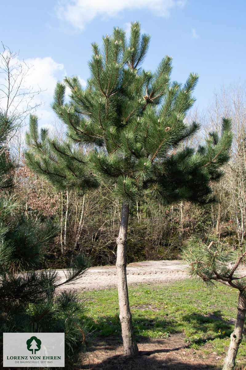 Pinus nigra austriaca | Baumschule LvE