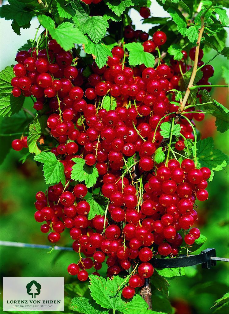 Ribes rubrum 'Jonkheer Van Tets' | Baumschule LvE