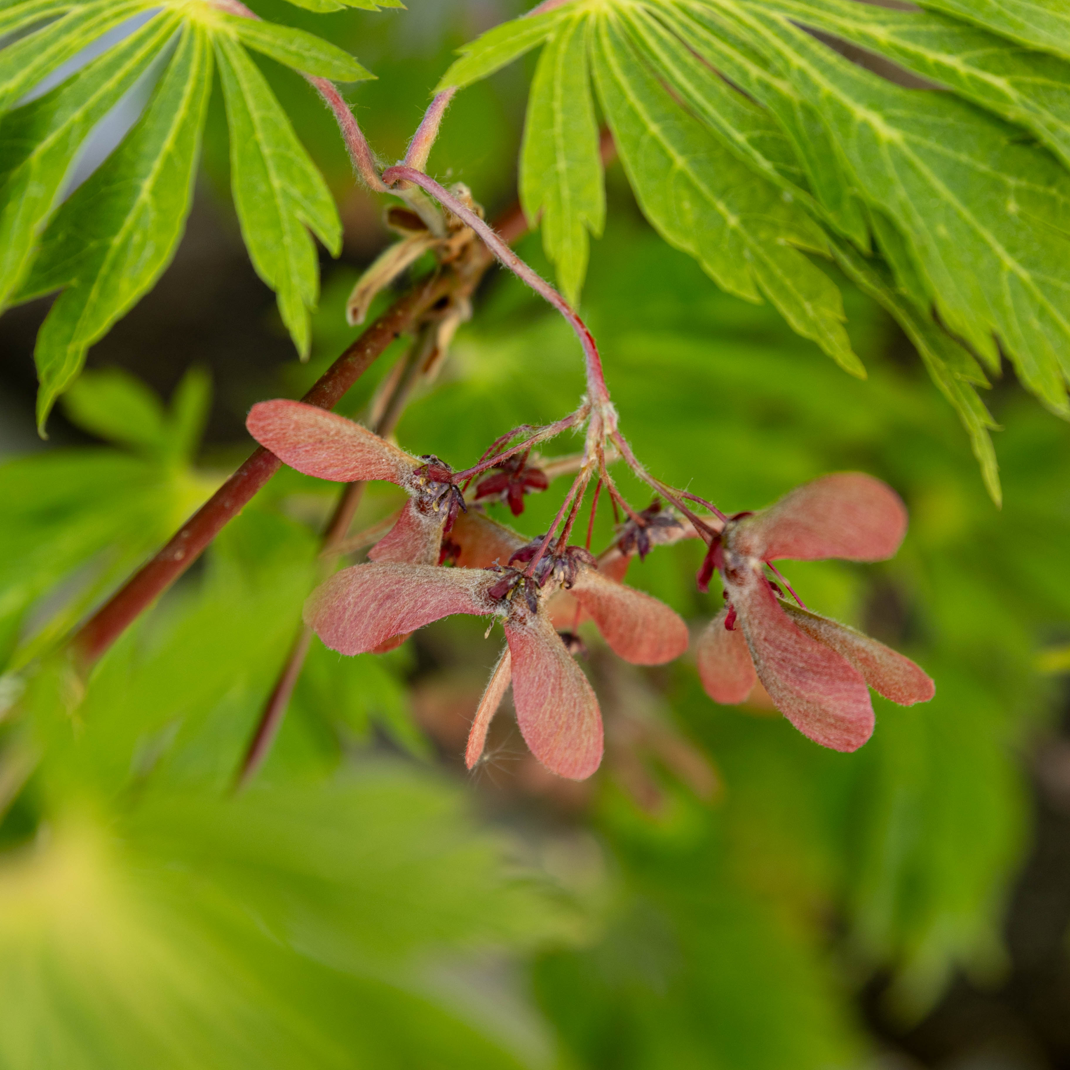 Acer japonicum 'Aconitifolium' VJ | Baumschule LvE