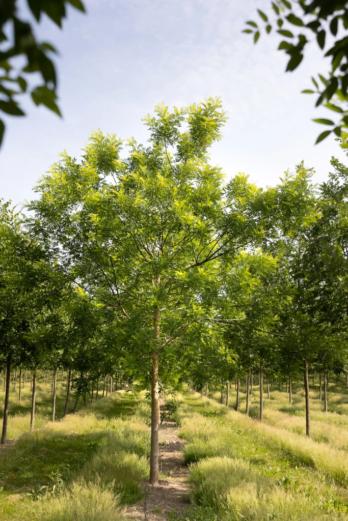 Sophora - Styphnolobium: All species and varieties