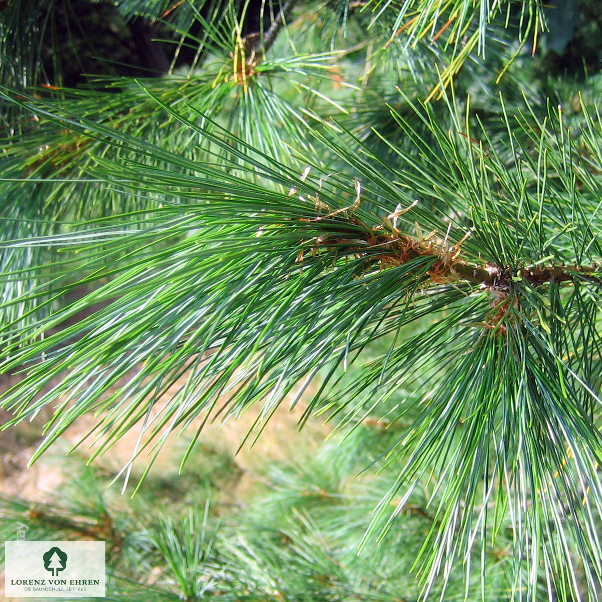 Pinus Peuce Baumschule LvE