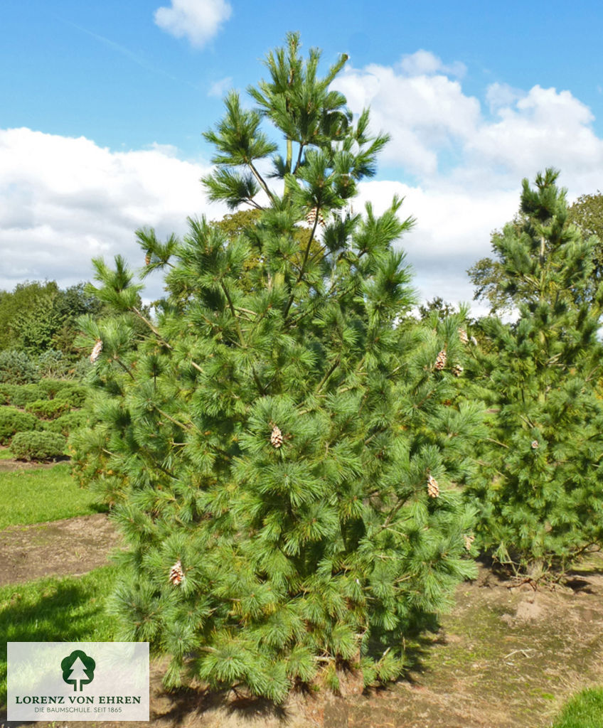 Pinus Peuce Baumschule LvE