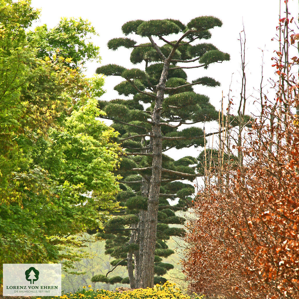 Pinus nigra austriaca | Baumschule LvE