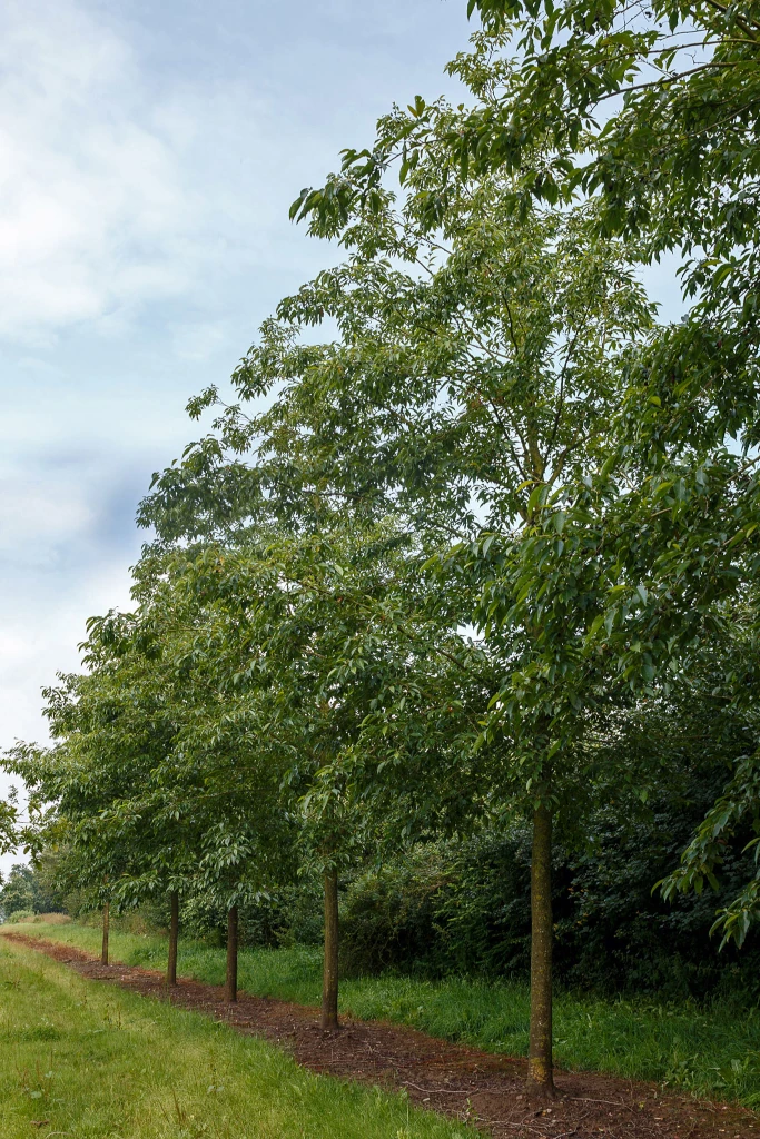 Alnus: Alle Arten und Sorten