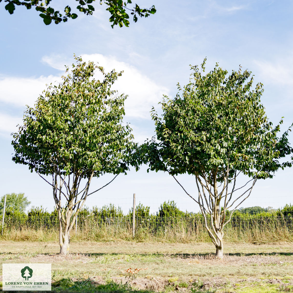 Parrotia persica 'Vanessa' | Baumschule LvE