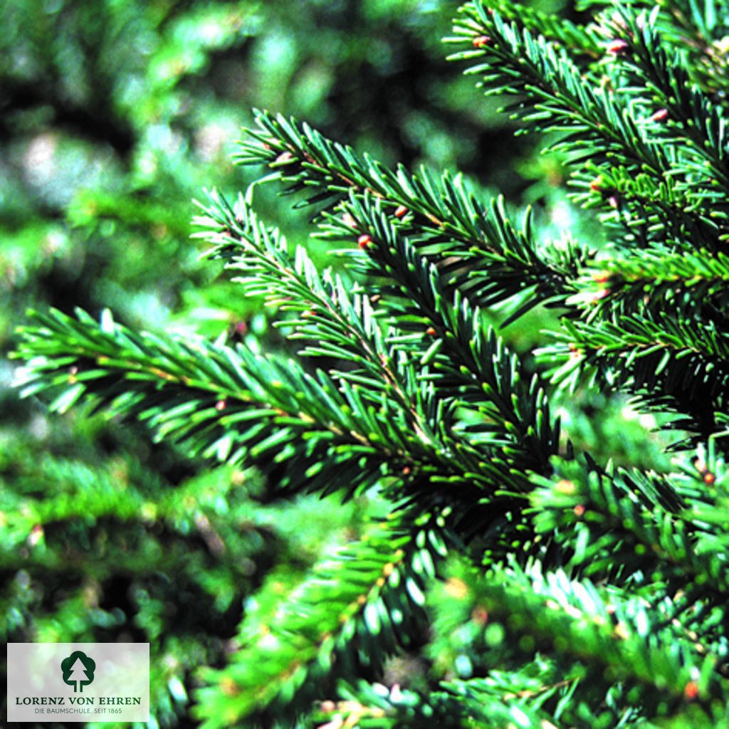 Picea abies 'Pumila Glauca' | Baumschule LvE