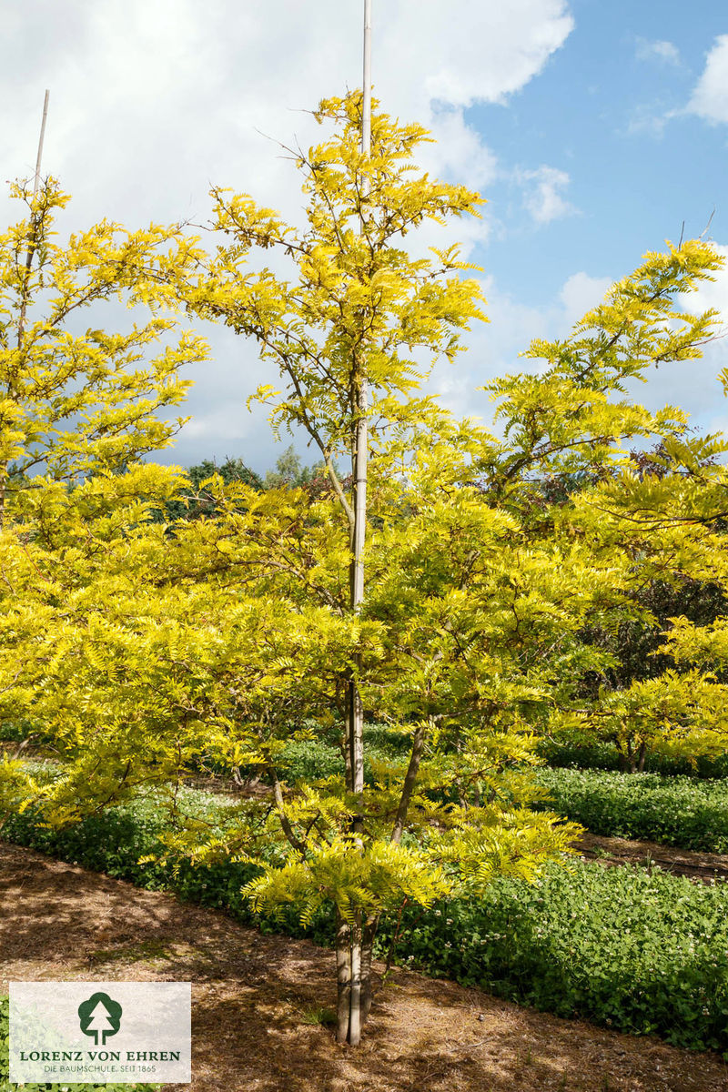 Gleditsia triacanthos 'Sunburst' | Baumschule LvE