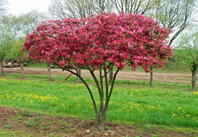 Malus: Alle Sorten & Arten