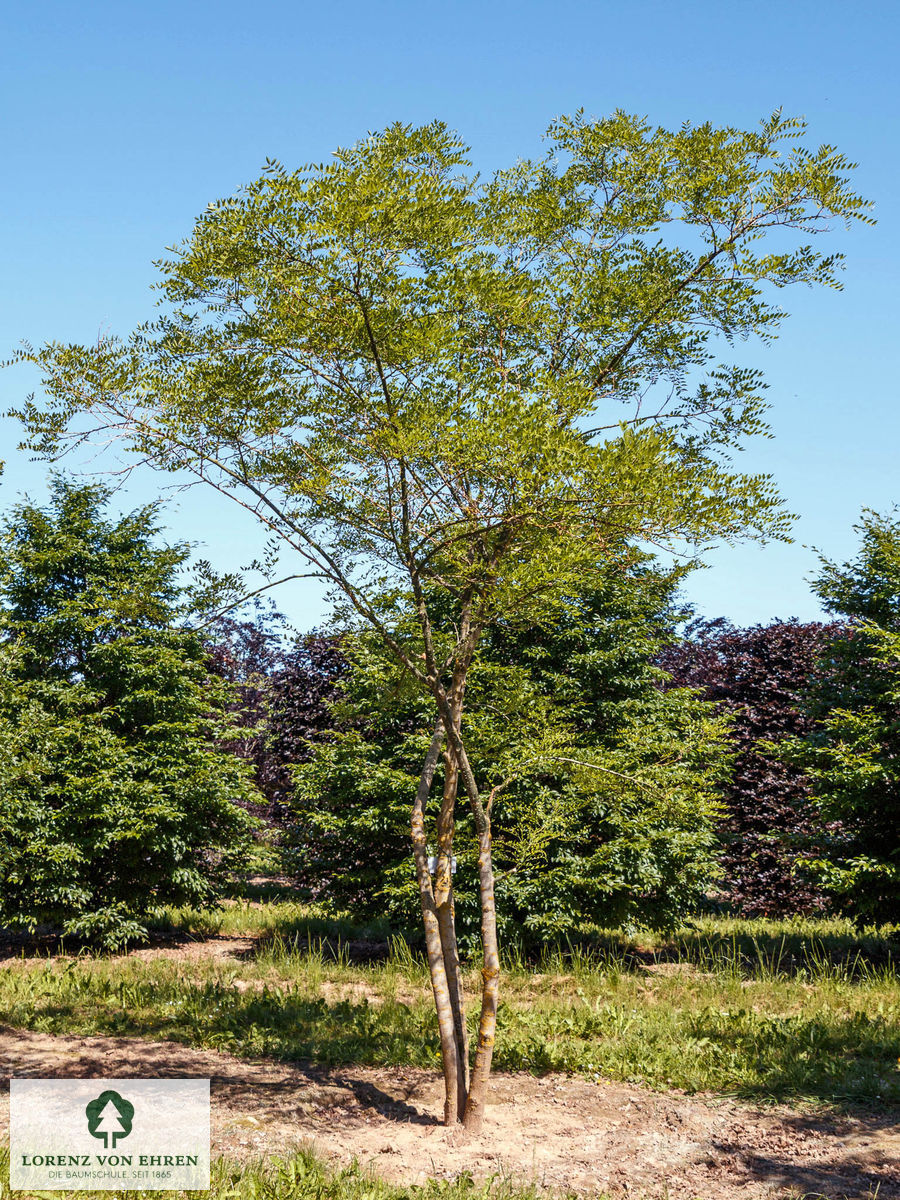 Sophora japonica (= Styphnolobium jap.) | Baumschule LvE