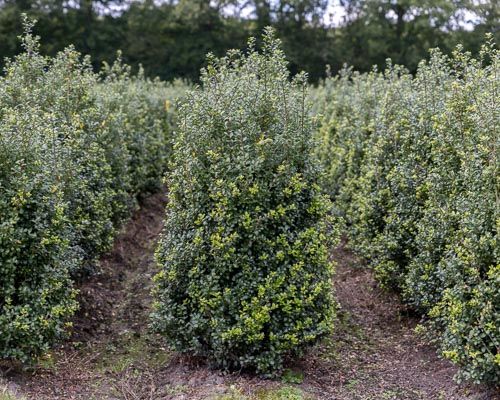 Ilex crenata 'Green Hedge'