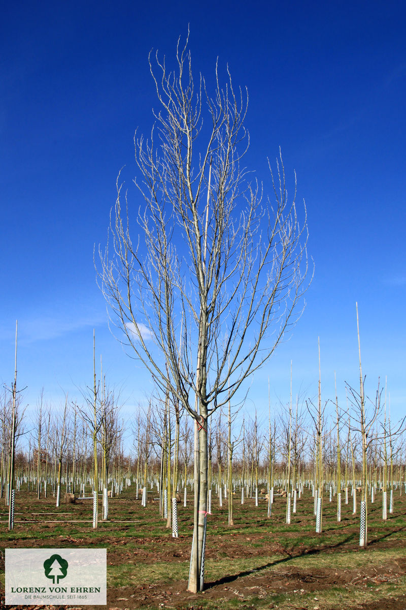Populus alba 'Nivea' | Baumschule LvE