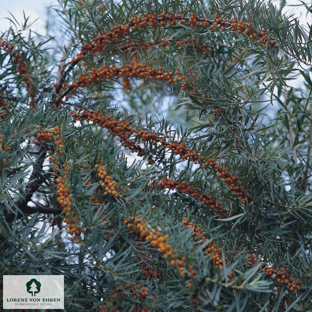 Hippophae rhamnoides 'Leikora' | Baumschule LvE