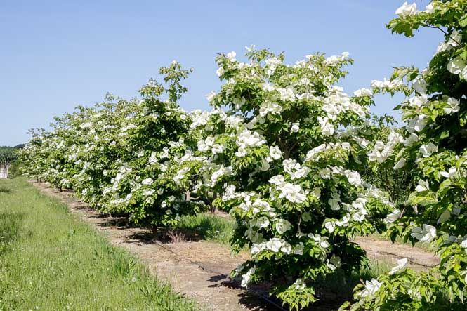 Cornus: Alle Arten und Sorten