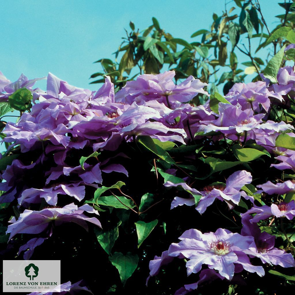 Clematis 'Blue Gem' himmelblau | Baumschule LvE