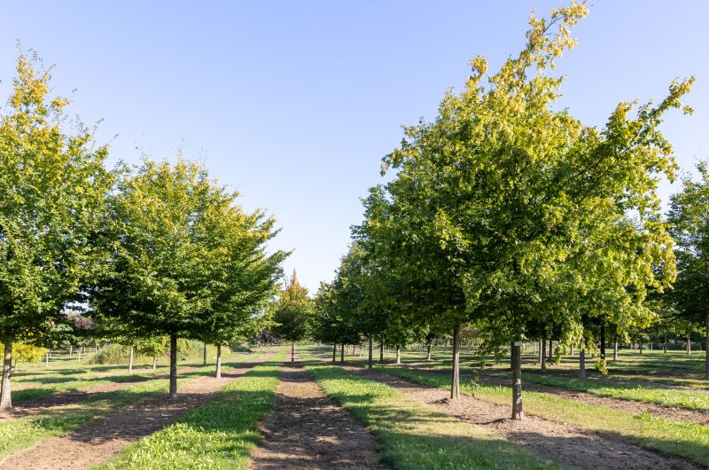 Native woody plants