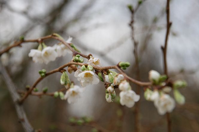 Winter-flowering trees