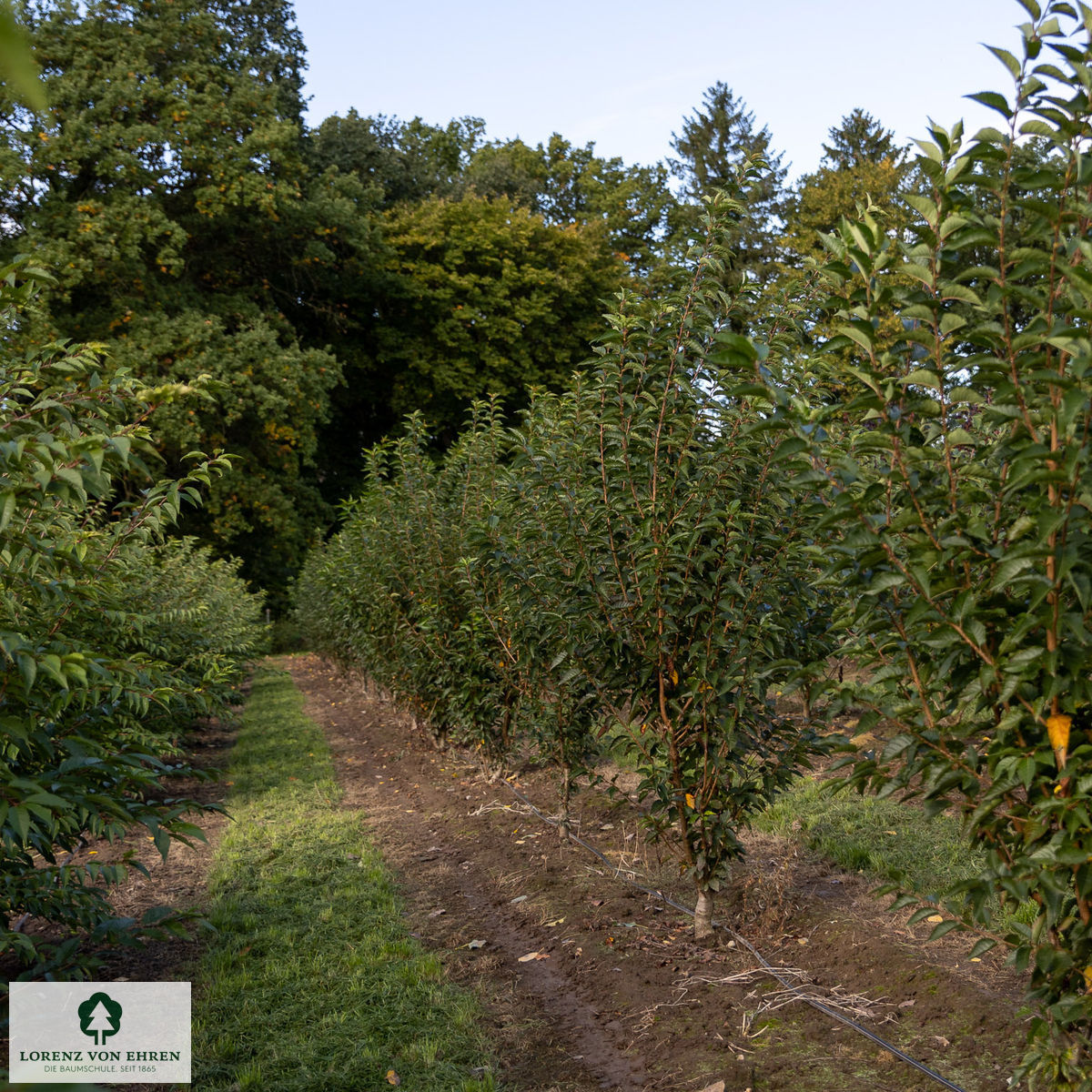 Prunus 'Umineko' | Baumschule LvE