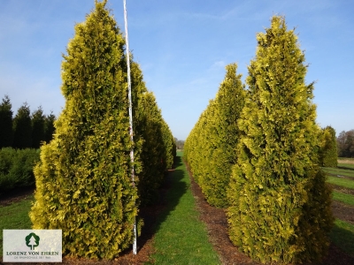 Thuja occidentalis 'Sunkist' | Baumschule LvE