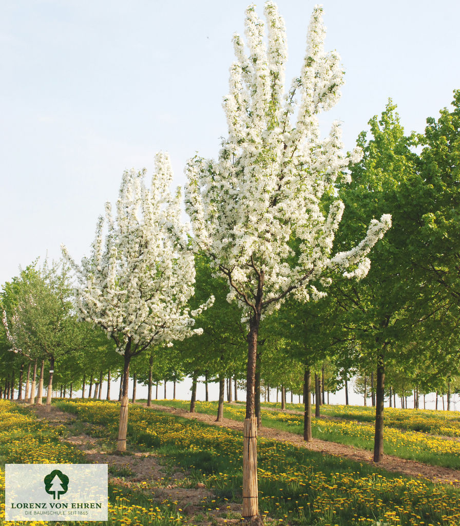Malus baccata 'Street Parade' II | Baumschule LvE