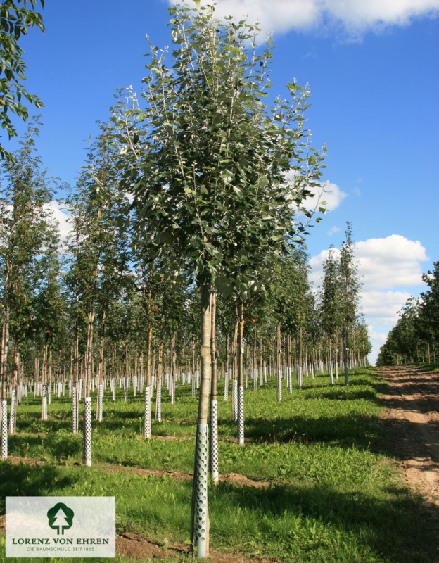 Populus