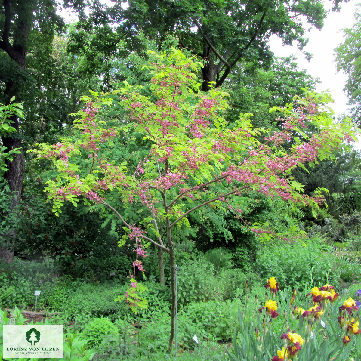 Robinia hispida 'Macrophylla' | Baumschule LvE