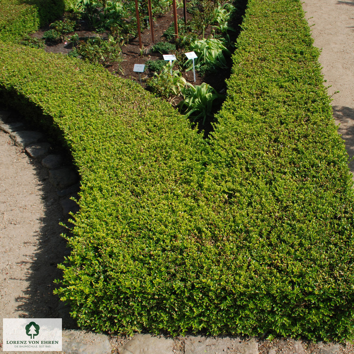 Lonicera nitida 'Maigrün' | Baumschule LvE