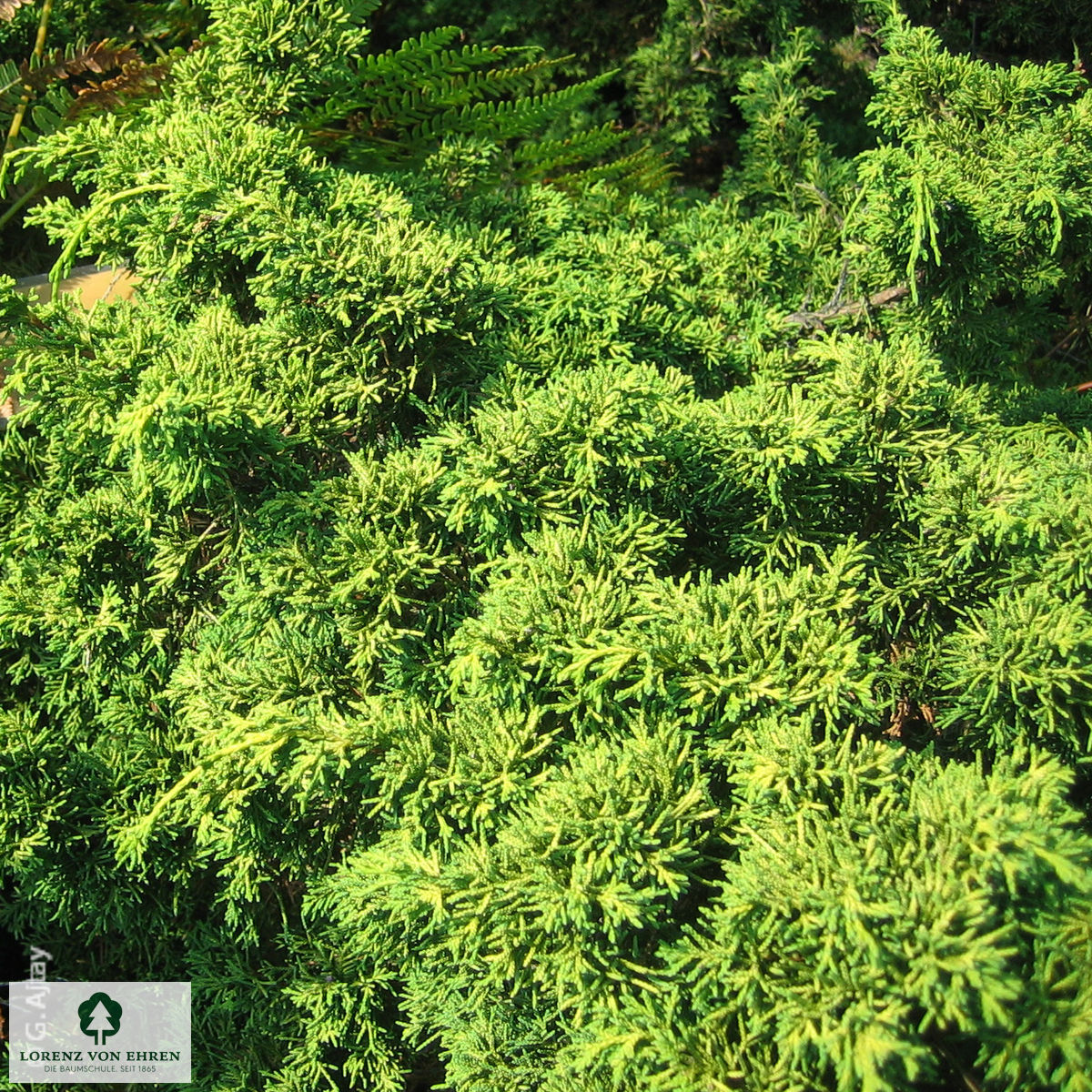 Juniperus chinensis 'Plumosa Aurea' | Baumschule LvE