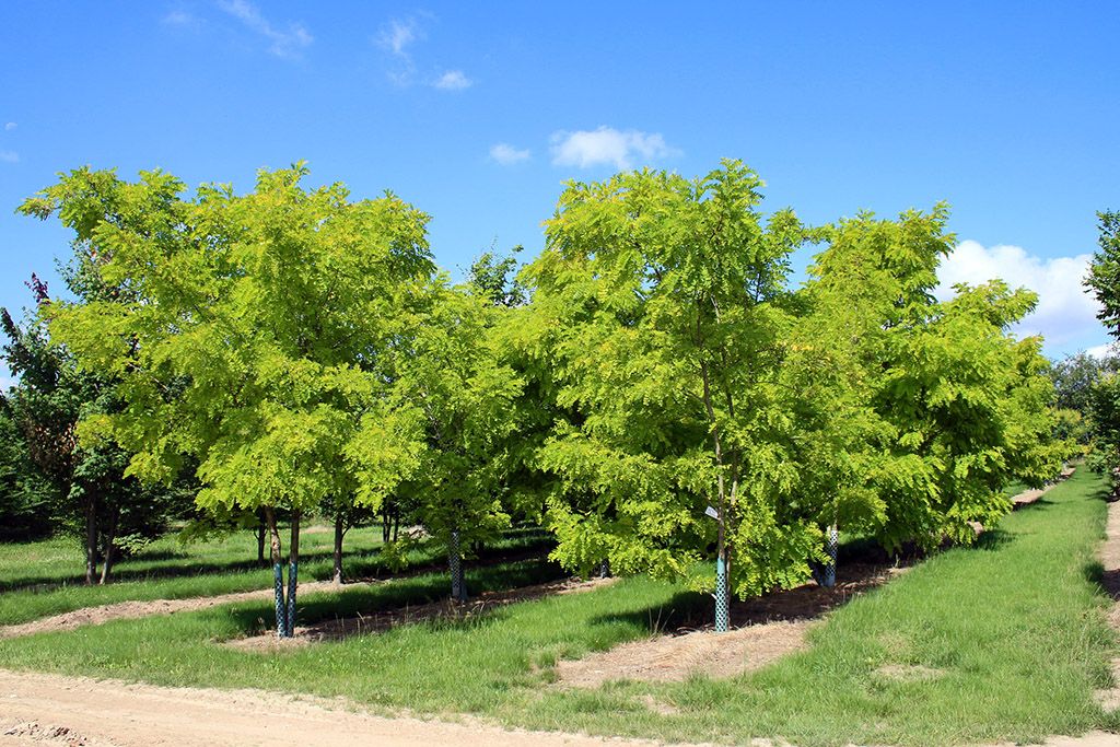 Robinia: Alle Arten & Sorten