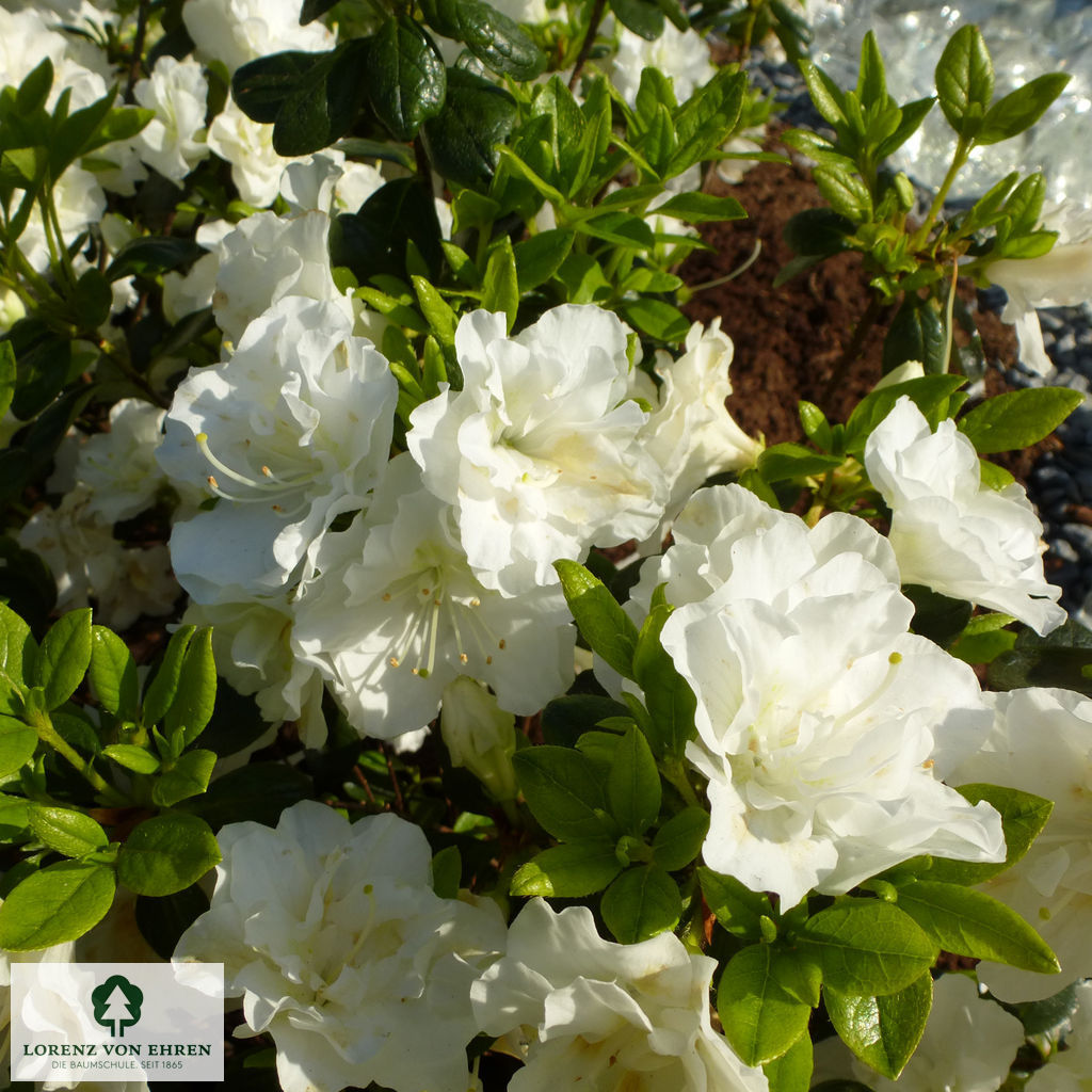 Rhododendron Japanische Azalee 'Schneeperle' | Baumschule LvE