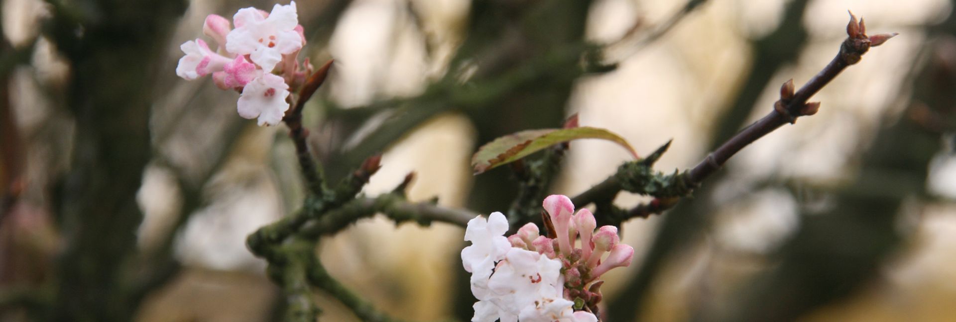 Winter-flowering trees