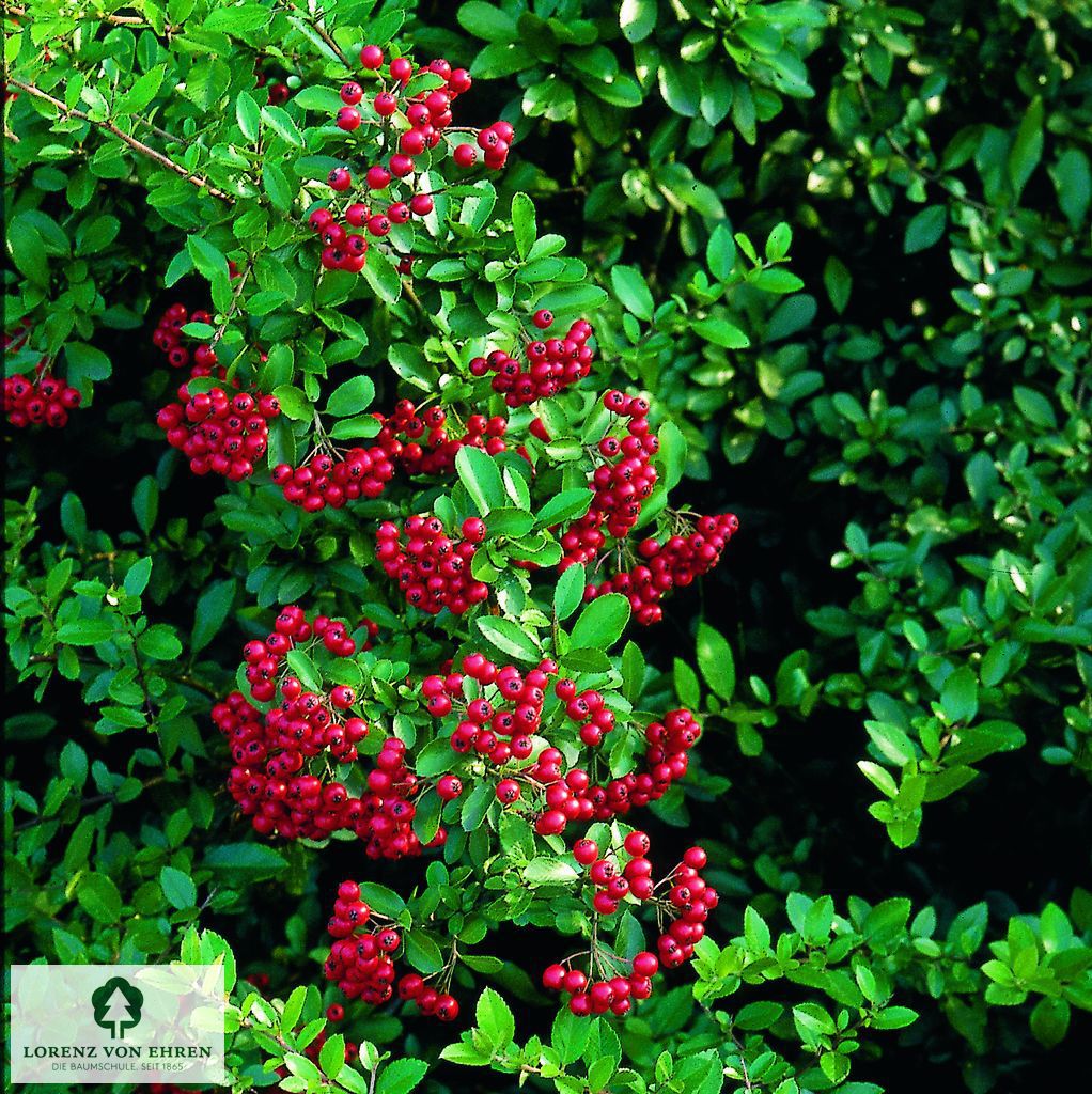 Pyracantha 'Red Column' | Baumschule LvE