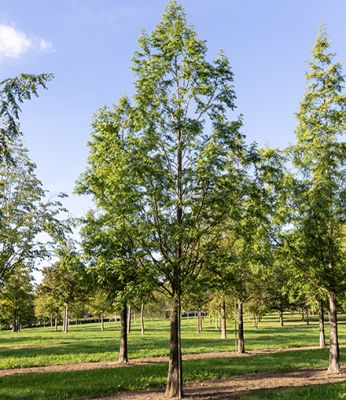 Metasequoia is known as Chinese sequoia, Chinese redwood or water fir.