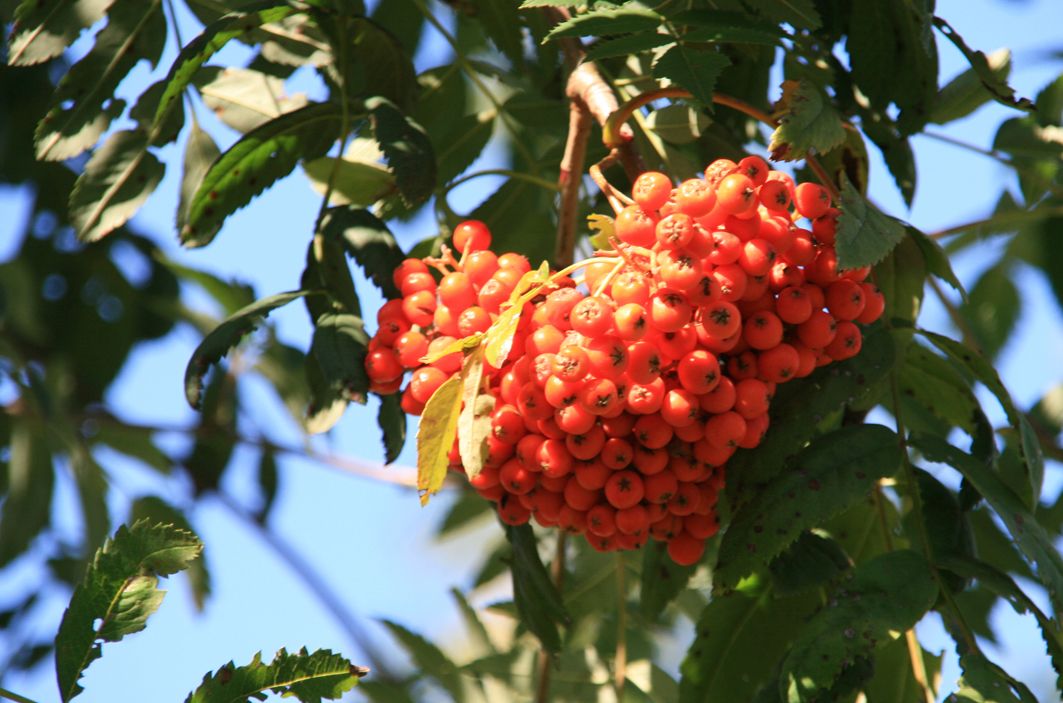 Native woody plants