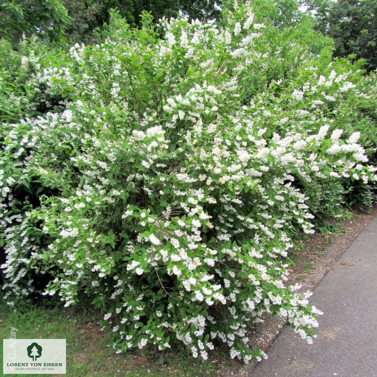 Deutzia scabra 'Plena' | Baumschule LvE