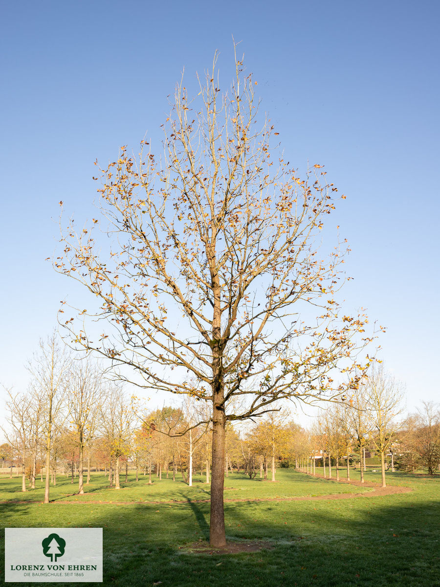 Quercus frainetto (= Q.conferta) | Baumschule LvE