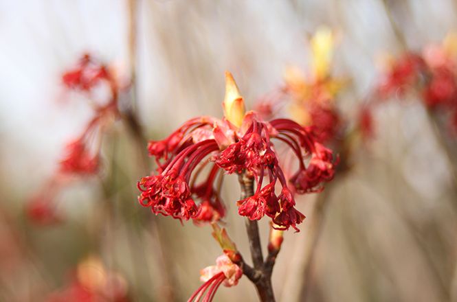 Winter-flowering trees