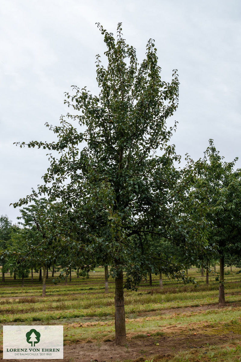Pyrus com. 'Schweizer Wasserbirne' | Baumschule LvE