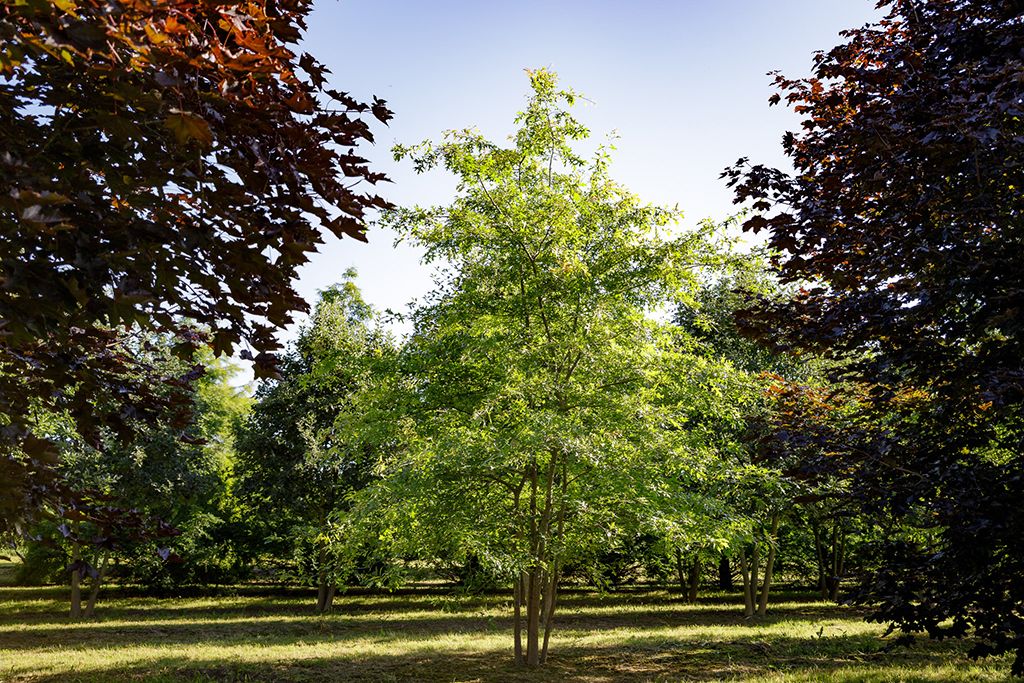 Quercus: Alle Arten und Sorten
