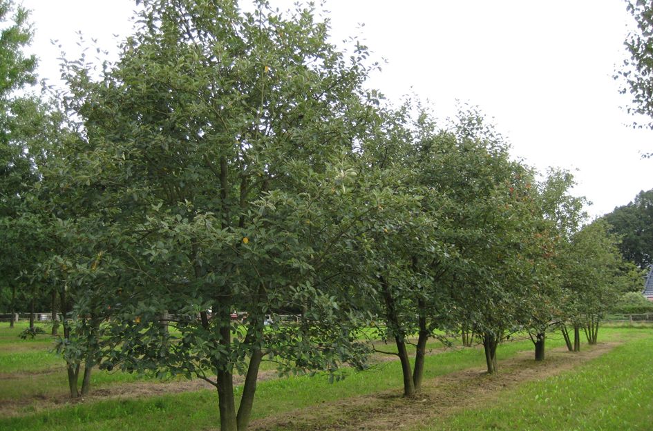 Native woody plants