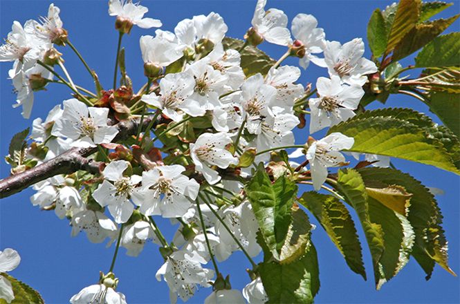 Prunus
