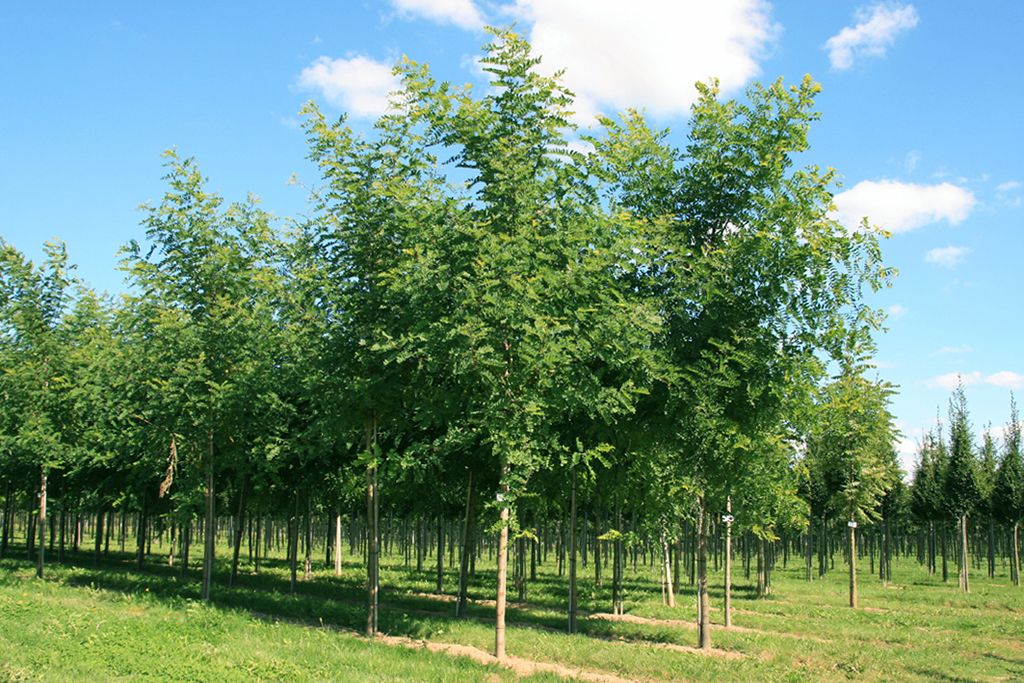 Robinia: Alle Arten & Sorten