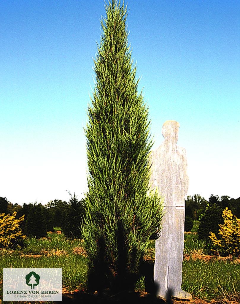 Juniperus scopulorum 'Skyrocket' | Baumschule LvE