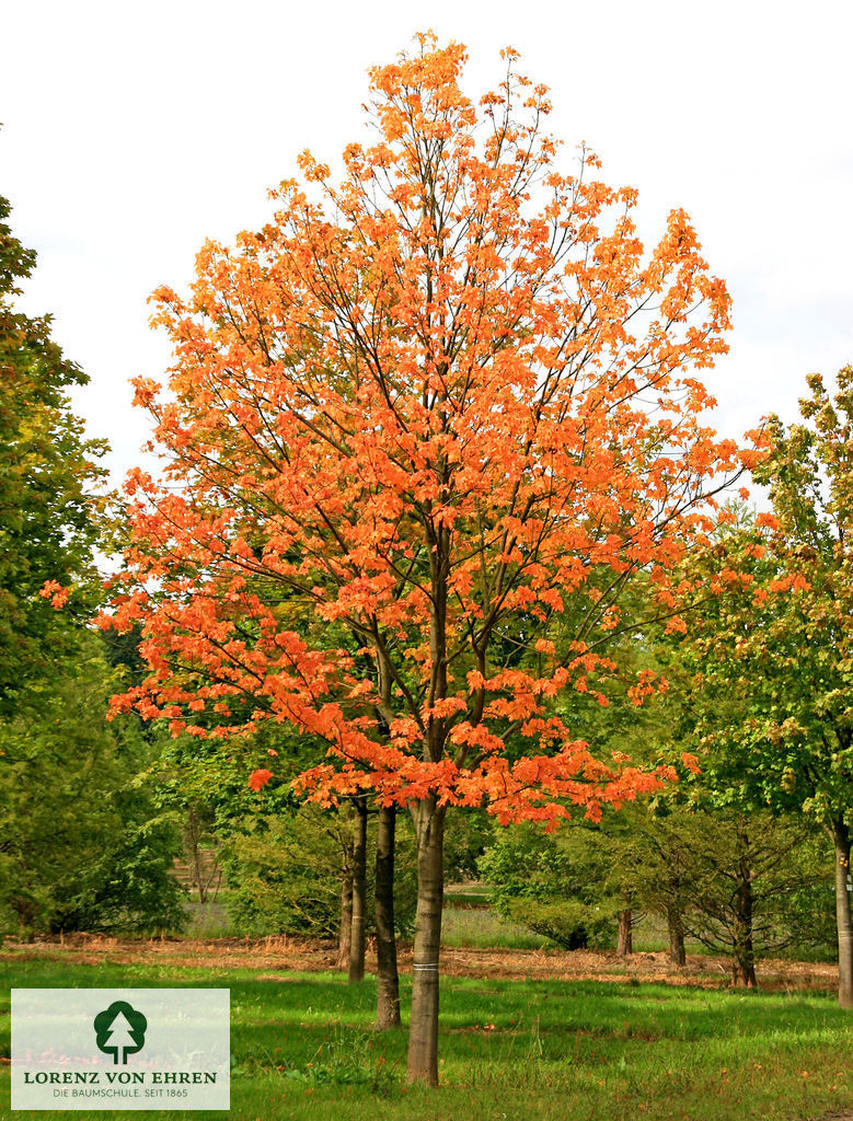Acer platanoides 'Emerald Queen' | Baumschule LvE